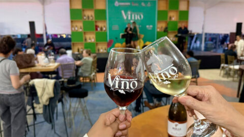 Vendimias Guanajuato 2025: una temporada de éxito que consolida al ...